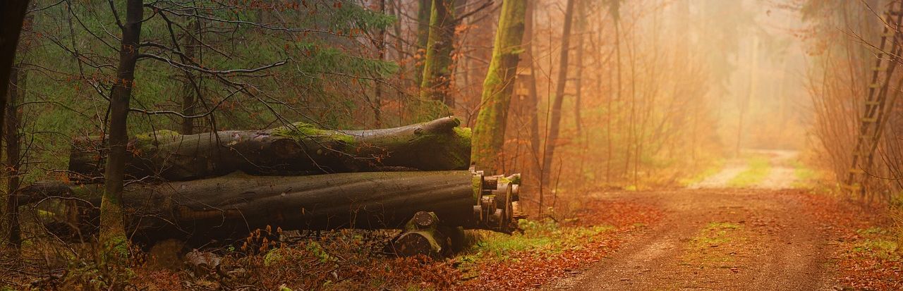 Tree Service Concord California